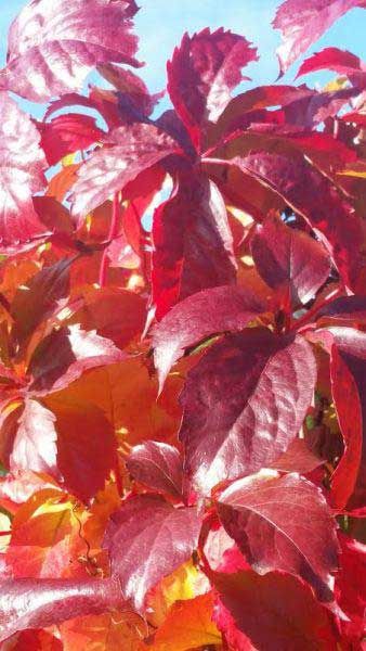 Parthenocissus Quinquefolia Red Wall - Petoprsta Lozica