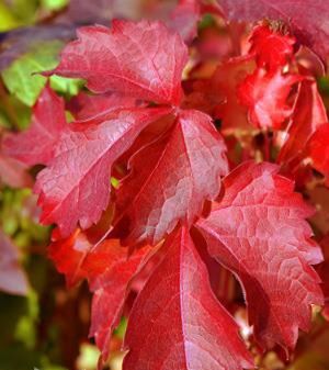 Parthenocissus Tricuspidata Diamond Mountains - Troprsta Lozica