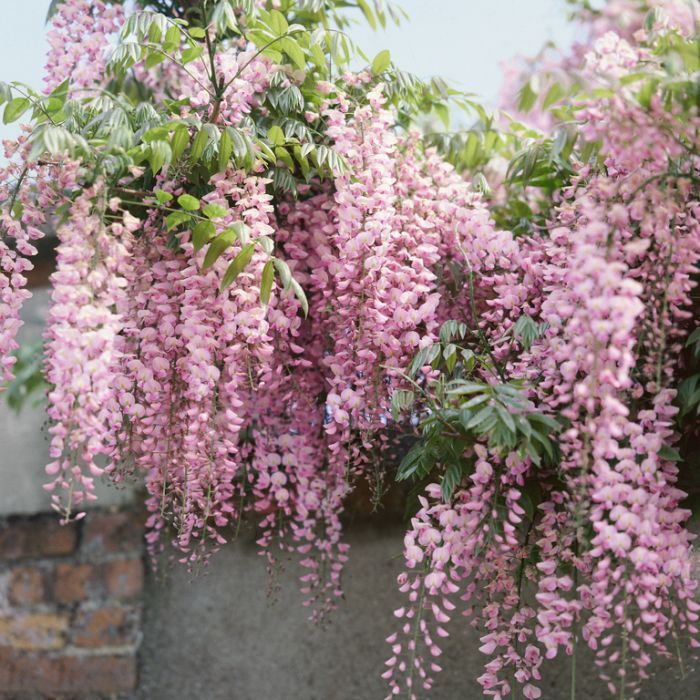 Wisteria Floribunda Kuchi Beni - Japanska Glicinija