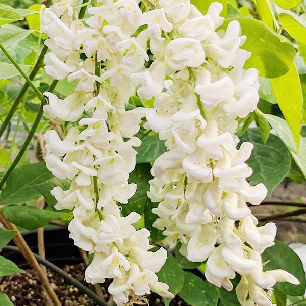 Wisteria Frutescens Clara Mack - Glicinija