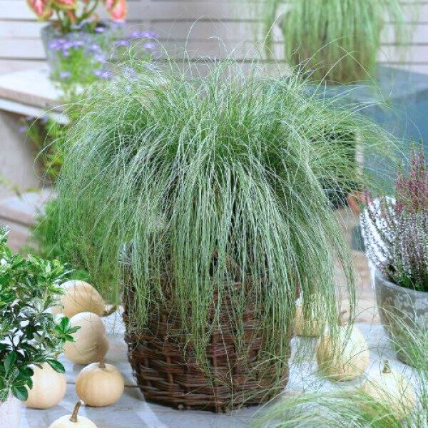 Carex Comans Amazon Mist - Ukrasna Trava