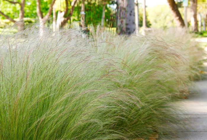 Stipa Tenuissima - Stipa