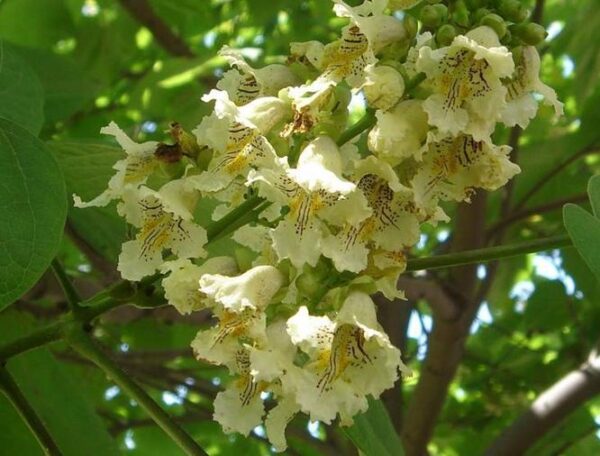 Catalpa bungei-Azijska Katalpa