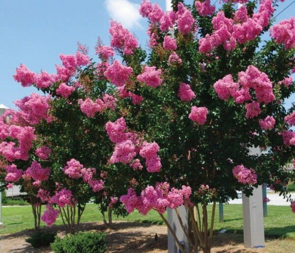 Lagerstroemia Pink-Indijski jorgovan 20-30cm