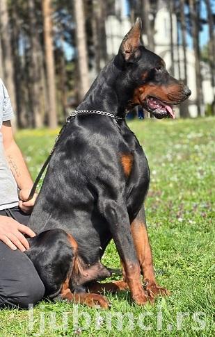 Doberman, dostupan za parenje