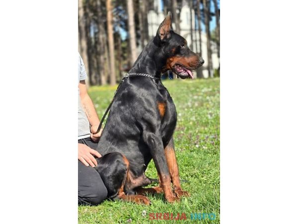 Doberman, mužijak dostupan za parenje