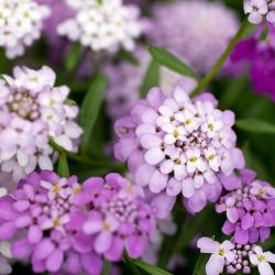 IBERIS (Iberis umbellata) - 50 SEMENA