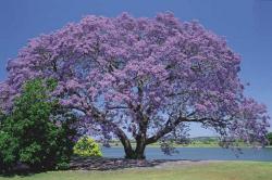 Jacaranda - Jakaranda (seme)