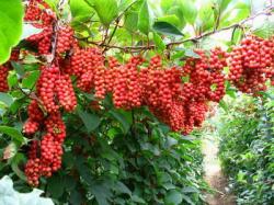 Schisandra chinensis - Kineska magnolija (seme)