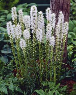 Liatris spicata - beli - sadnice