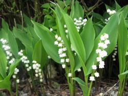 Djurdjevak - Convallaria majalis