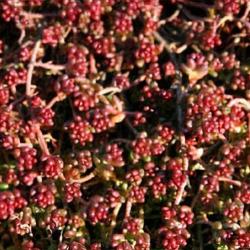 Sedum album coral carpet