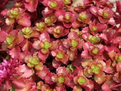 Sedum spurium Fuldaglut