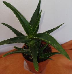 ALOJA - Aloe vera