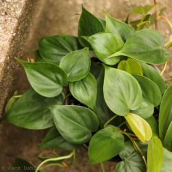 FILADENDRON -Philodendron hederaceum HEART-LEAF