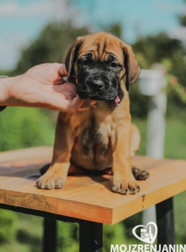 Cane Corso štenci