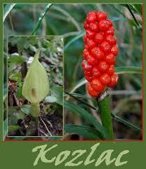 kozlac(arum)