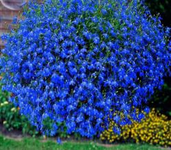 Lobelia Blue - Plava (6000 semenki)