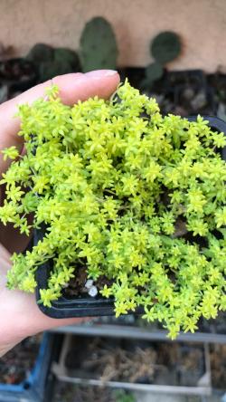 Sedum Tokyo sun