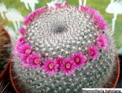 Mammillaria hahniana - 10 semenki