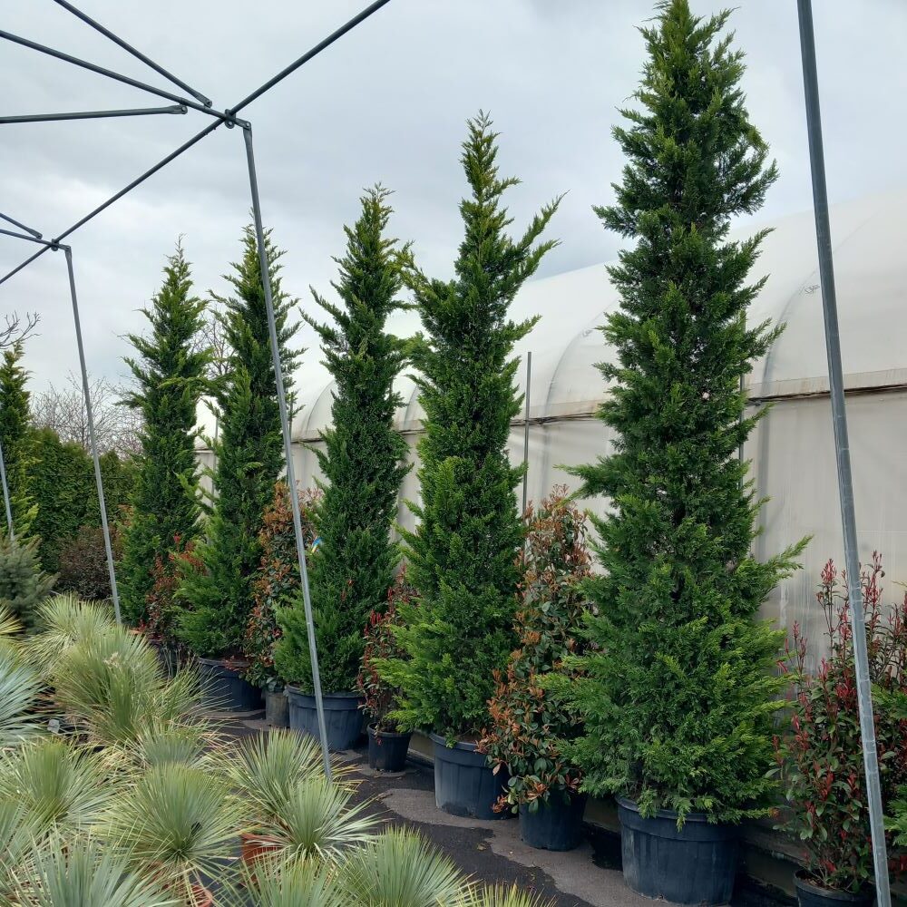 Cupressocyparis leylandii Gold Rider 5m