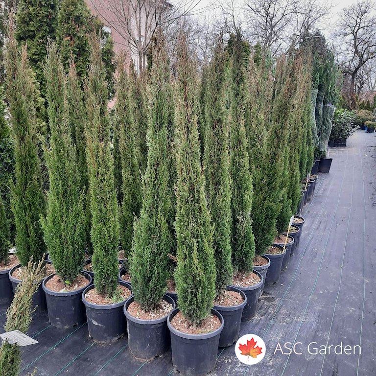 Cupressus sempervirens ‘Totem’ 80-100 cm