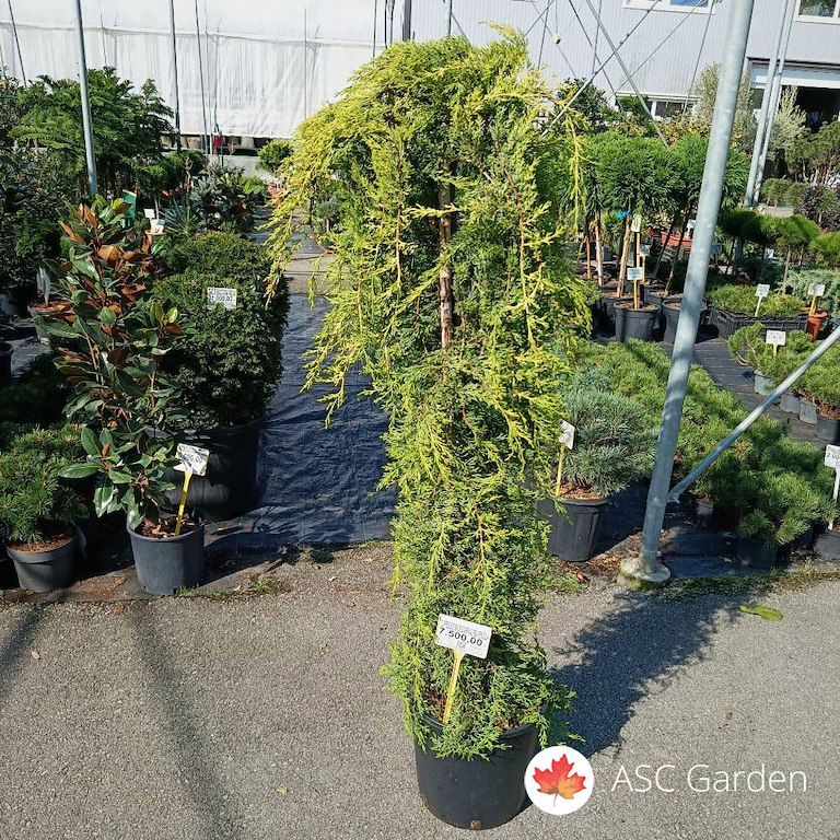 Cupressus macrocarpa aurea pendula 125-150 cm