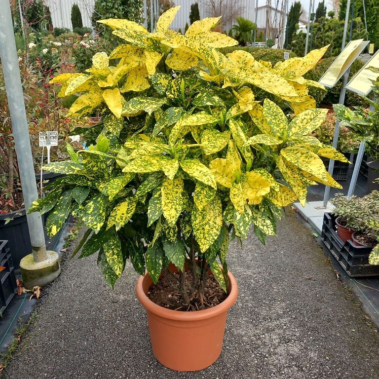 Aucuba japonica Crotonifolia gold 90 – 100 cm
