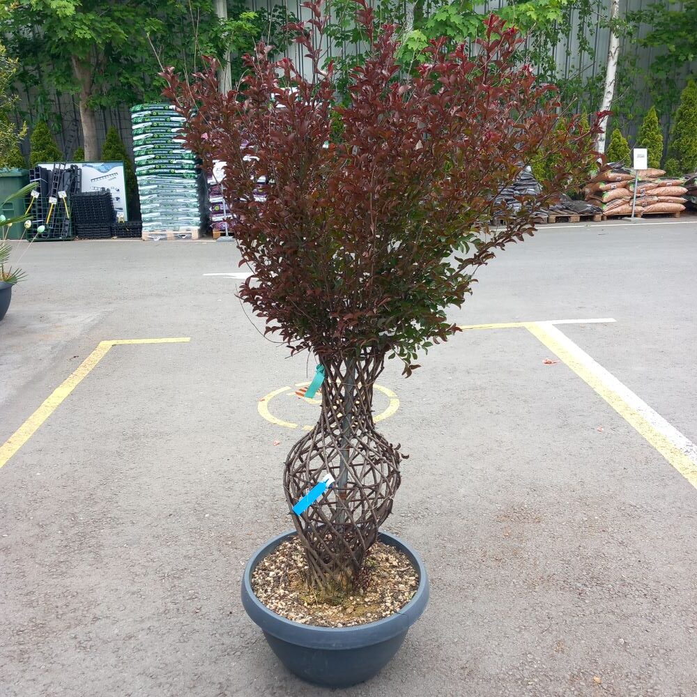 Lagerstroemia indica Black diamond amphora 120 cm