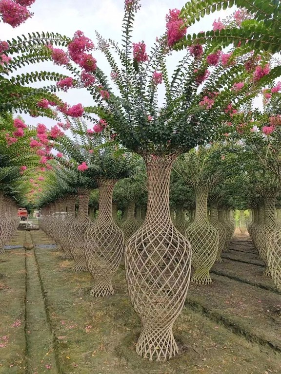 Lagerstroemia indica rosea amphora 300 cm