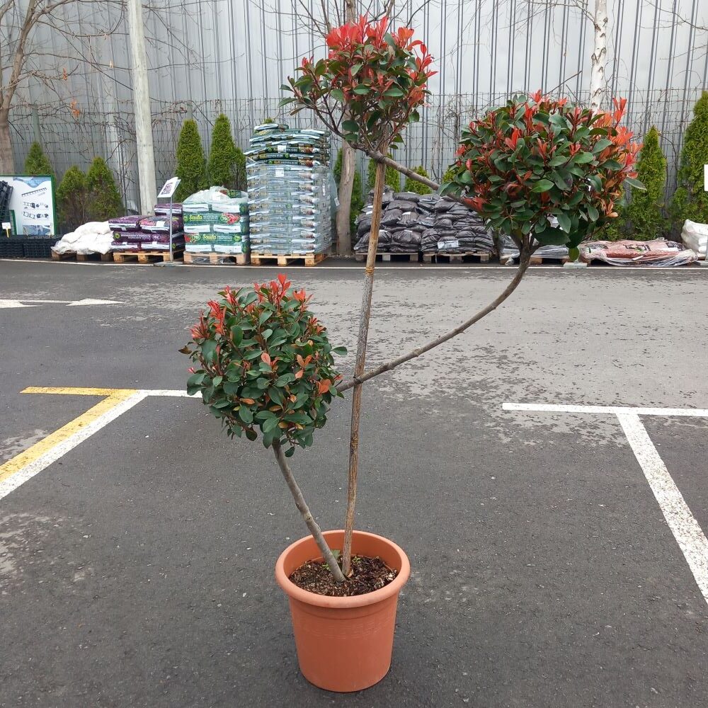 Photinia fraseri Little Red Robin bonsai