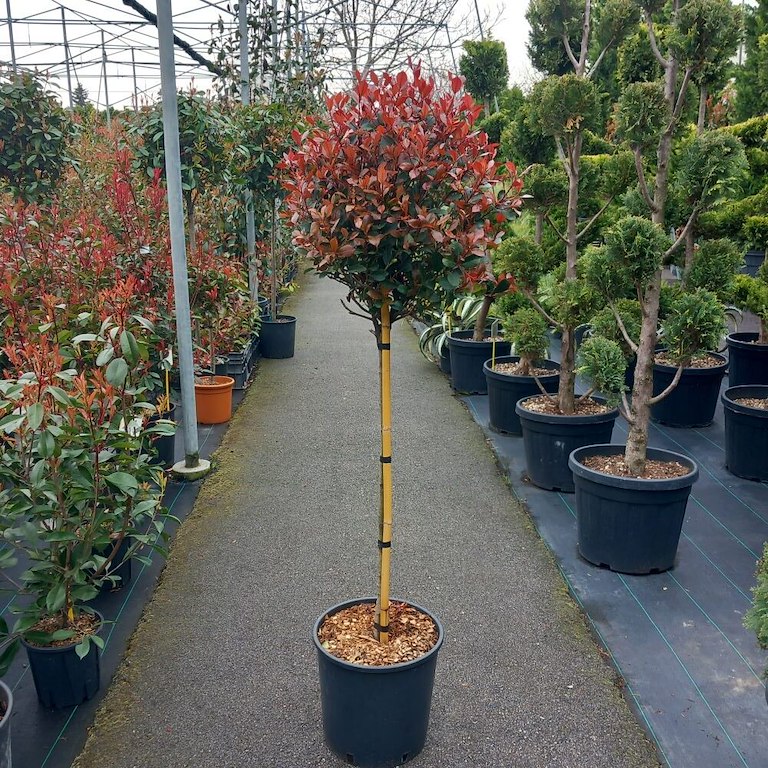 Photinia x fraseri Carre rouge 125/150 cm
