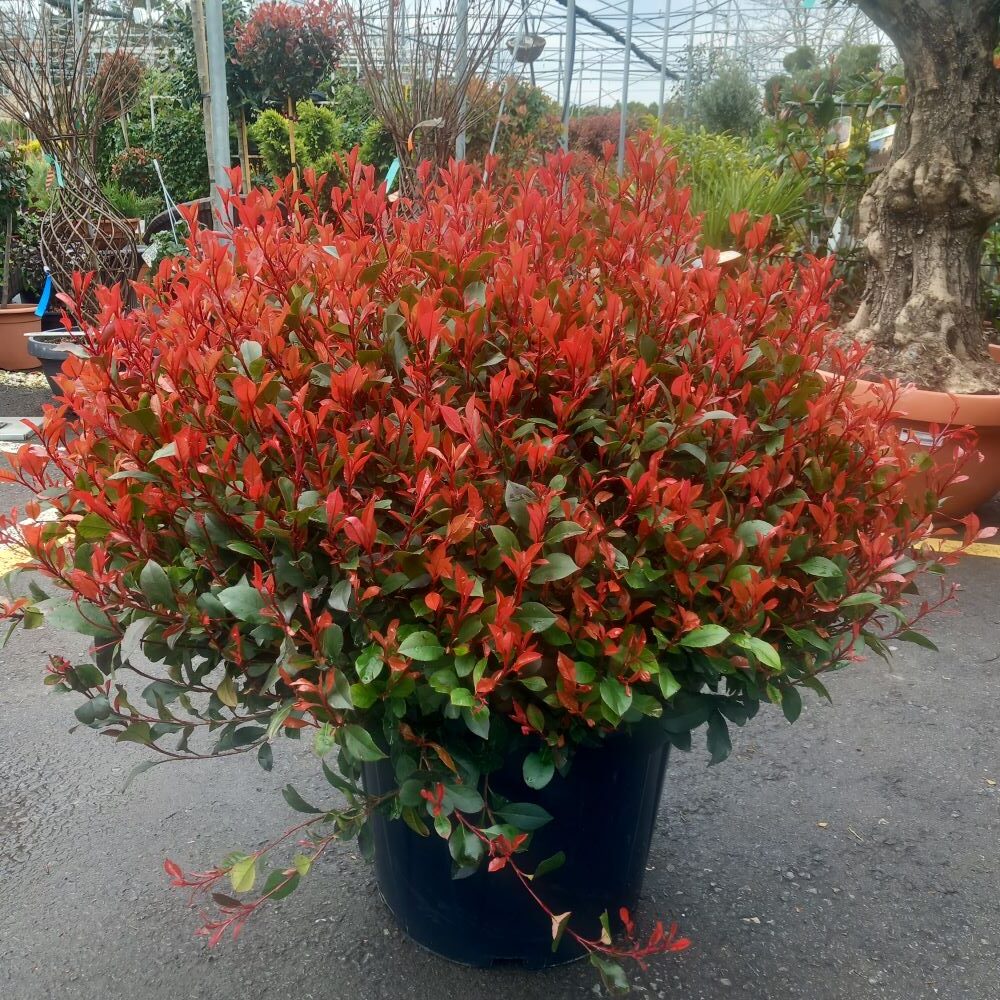 Photinia x fraseri little red robin nana 80 – 90 cm