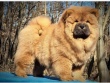 Chow Chow - Cau Cau