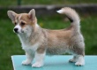 Velski korgi/Welsh Corgi Pembroke