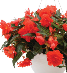 Begonia dupla crvena – Begonia hybridis I’CONIA Miss Miami