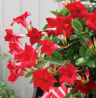 Dipladenija crvena – Mandevilla sanderi ‘Classic Red’