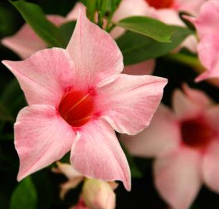 Dipladenija Roze – Mandevilla sanderi ‘Cream Pink’