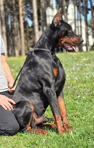 Doberman,mužijak dostupan za parenje