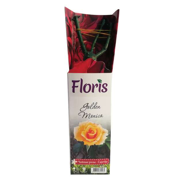 Sad.ruža čajevka Golden Monica, žuta, Floris