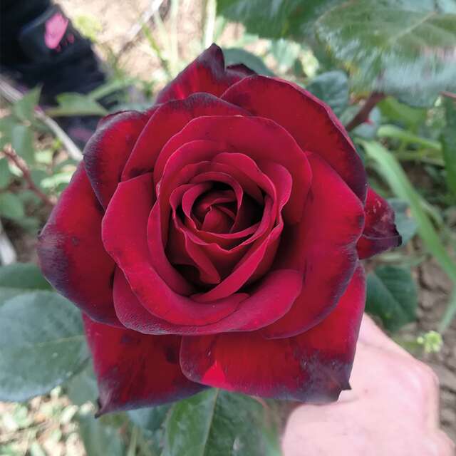Sad.ruža čajevka Schwarze Madonna, bordo, Floris
