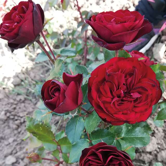 Sad.ruža parkovska Lavaglut, bordo, Floris
