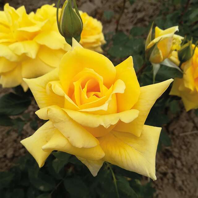 Sad.ruža čajevka Landora, žuta, Floris