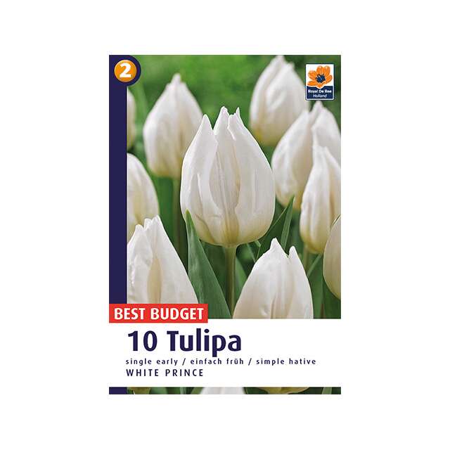 TULIPA WHITE PRINCE 10/1