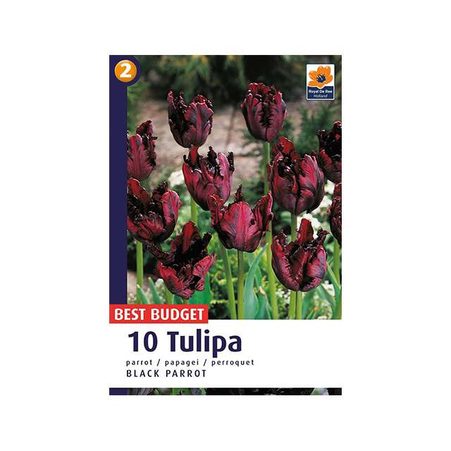 TULIPA BLACK PARROT 10/1