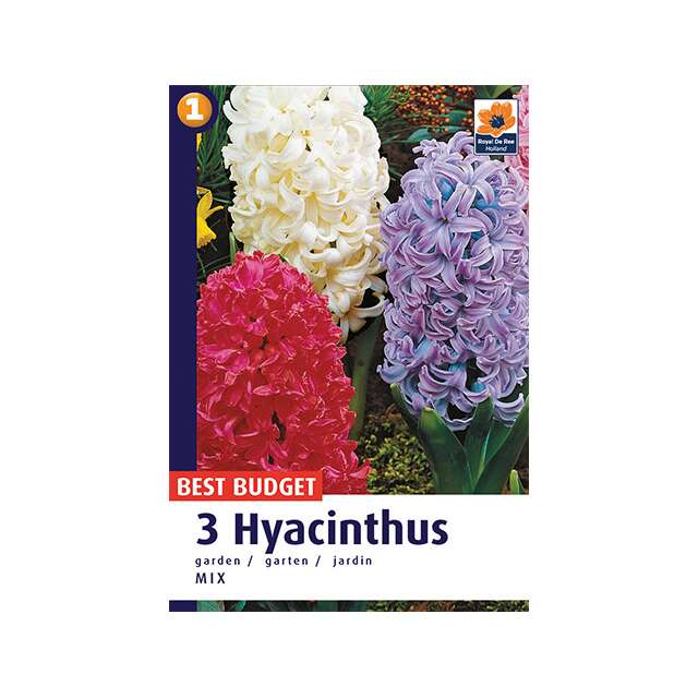 HYACINTHUS MIX 3/1