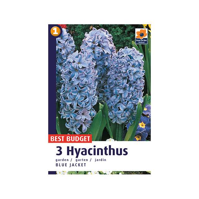 HYACINTHUS BLUE JACKET 3/1