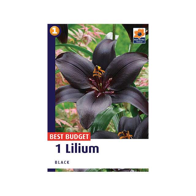 LILIUM BLACK 1/1