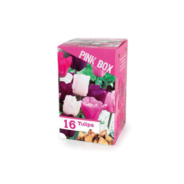 THE PINK BOX 16/1