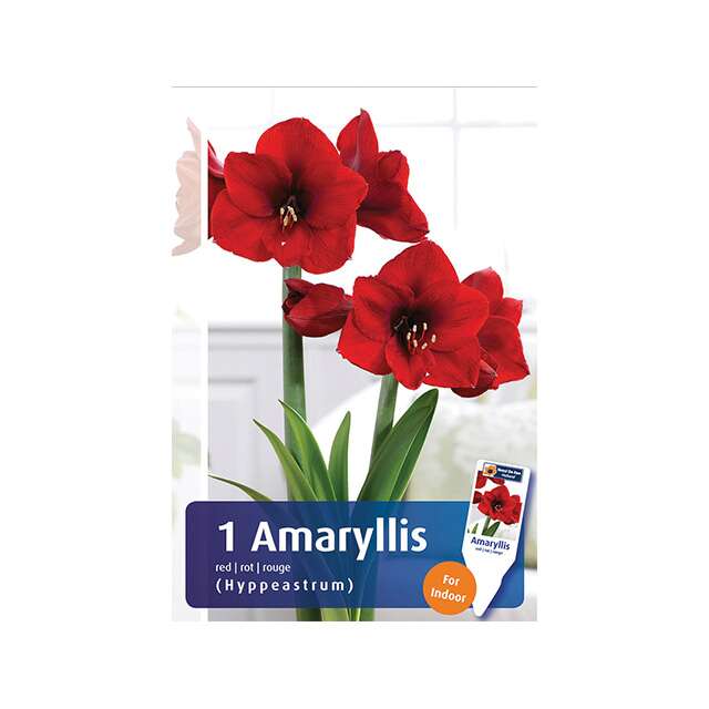AMARYLLIS HIPPEASTRUM RED 1/1
